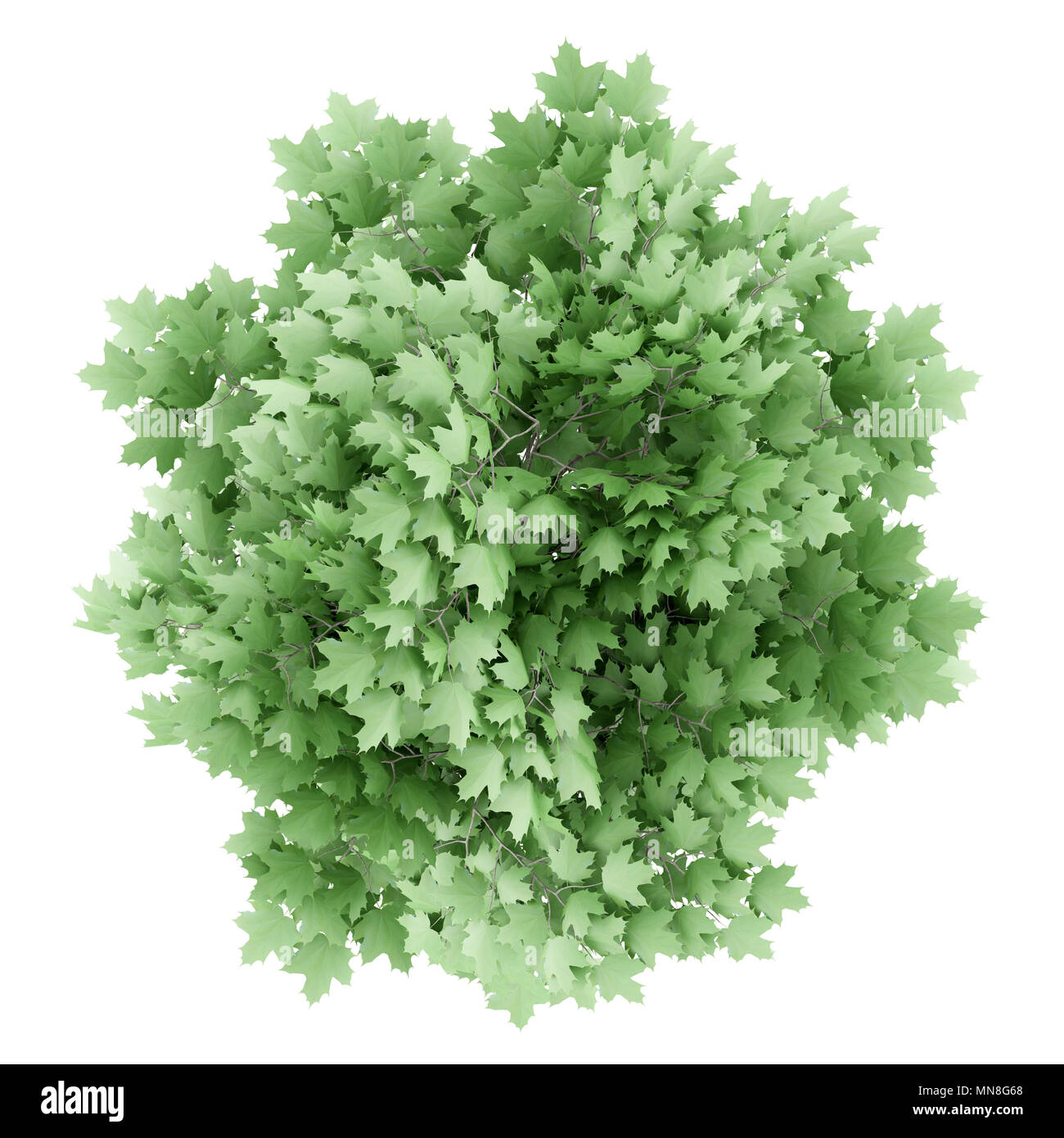 top view of norway maple tree isolated on white background. 3d ...