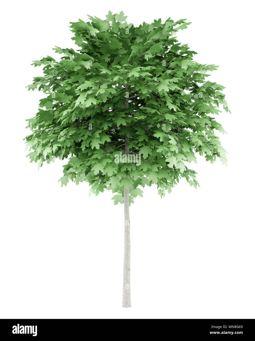 norway maple tree isolated on white background. 3d illustration Stock ...