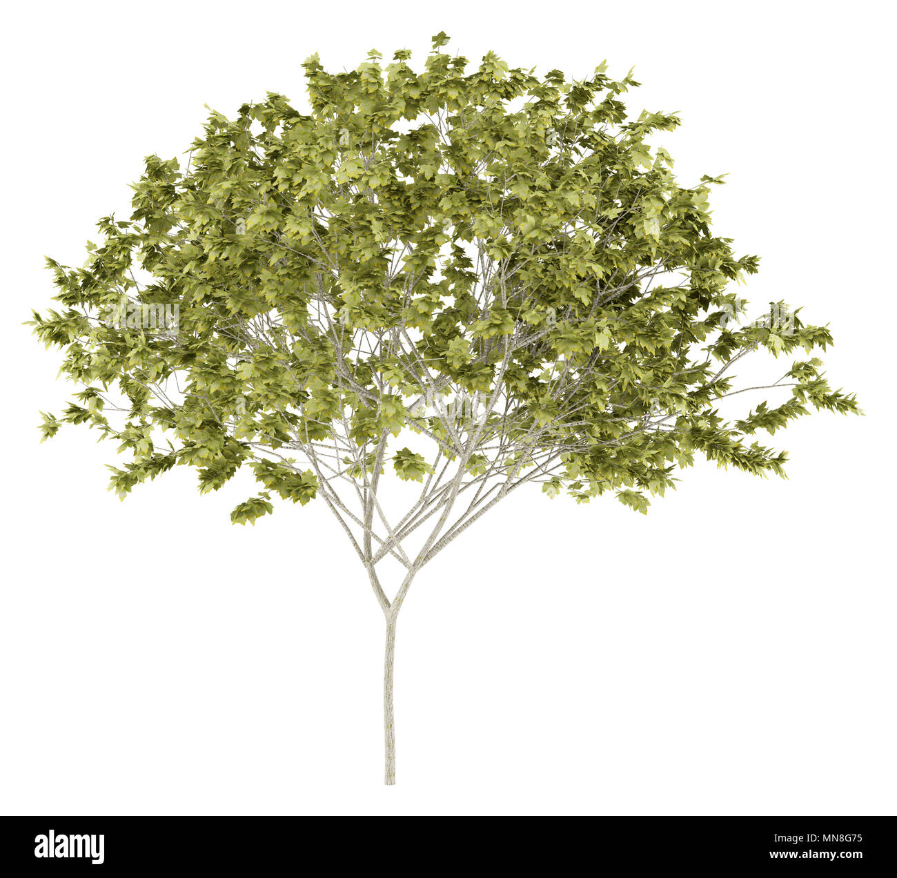 norway maple tree isolated on white background. 3d illustration Stock ...