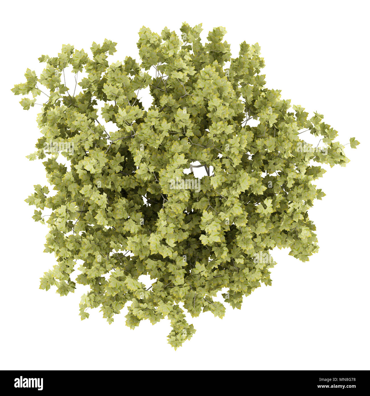 top view of norway maple tree isolated on white background. 3d ...