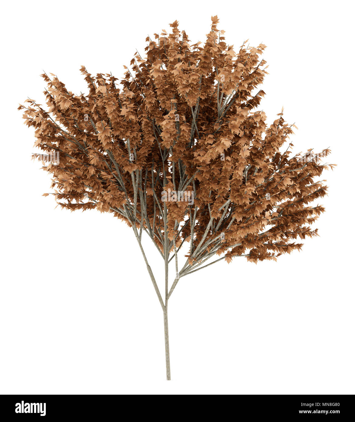 red maple tree isolated on white background. 3d illustration Stock ...