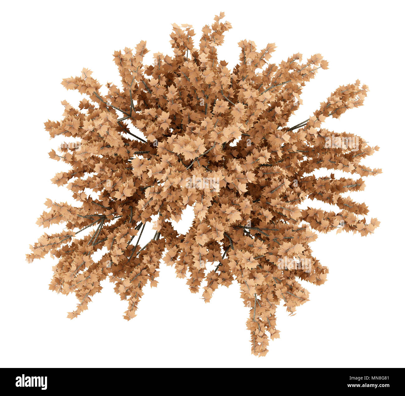 top view of red maple tree isolated on white background. 3d ...