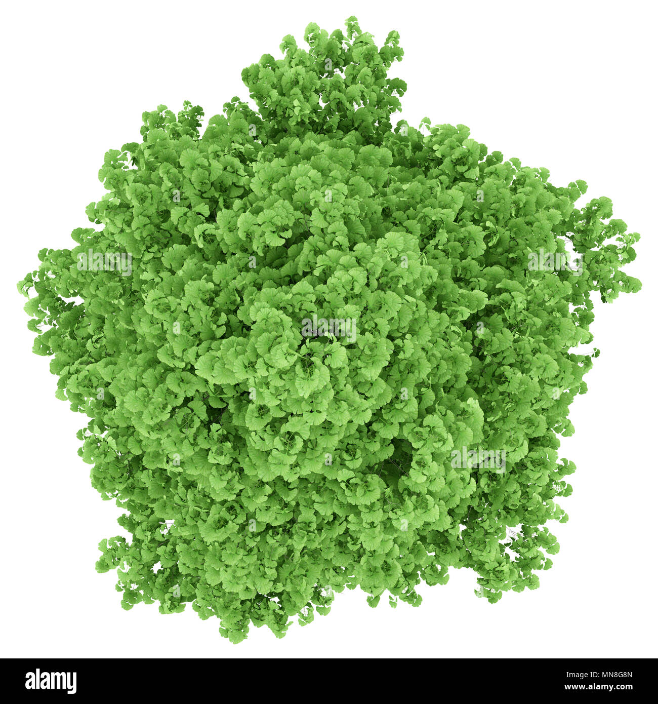 top view of ginkgo tree isolated on white background. 3d illustration ...