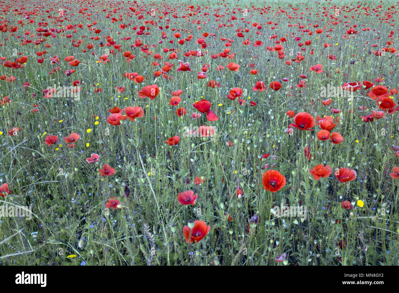 red Poppy field aerial view panorama landscape Stock Photo - Alamy
