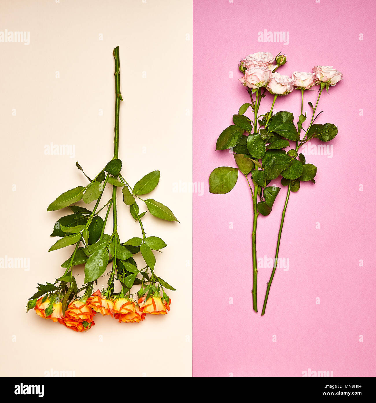 A bouquet of flowers. Pink and orange roses on a color background Stock ...