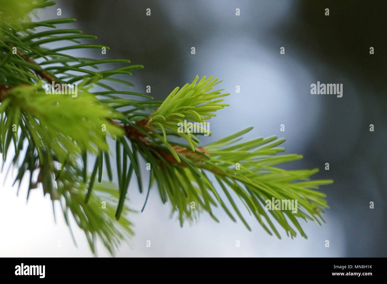 newborn green pine branch detail Stock Photo - Alamy