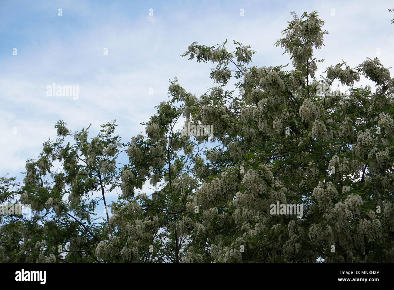 acacia tree white flowers close up Stock Photo - Alamy