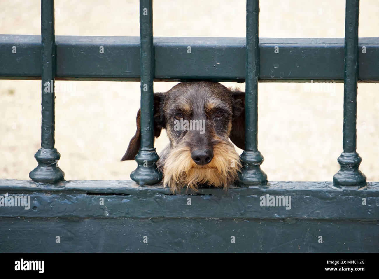 Belgian cage hi-res stock photography and images - Alamy
