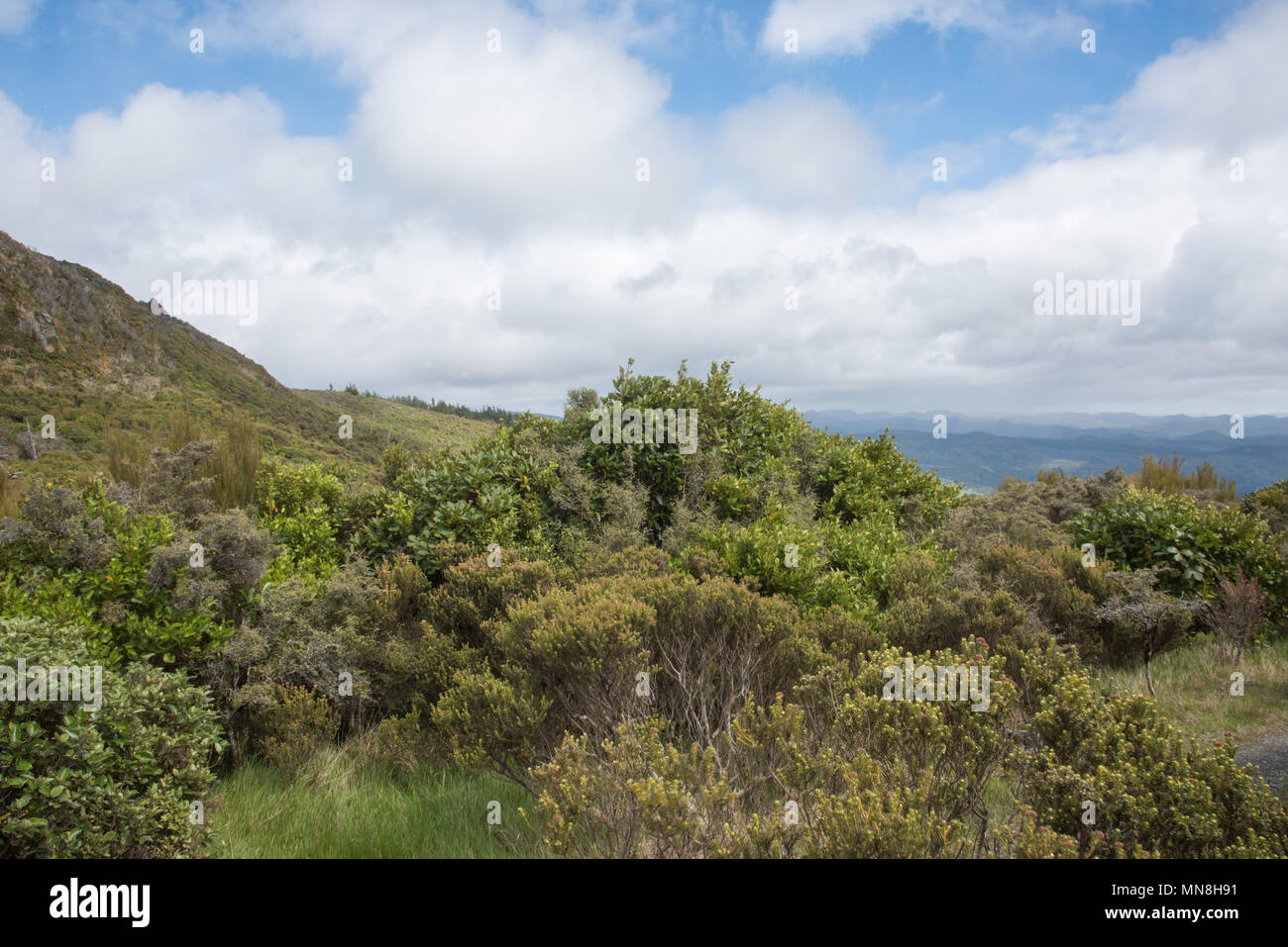 Stunning uncultivated, lush Mt. Cargill landscape on the mountain top ...