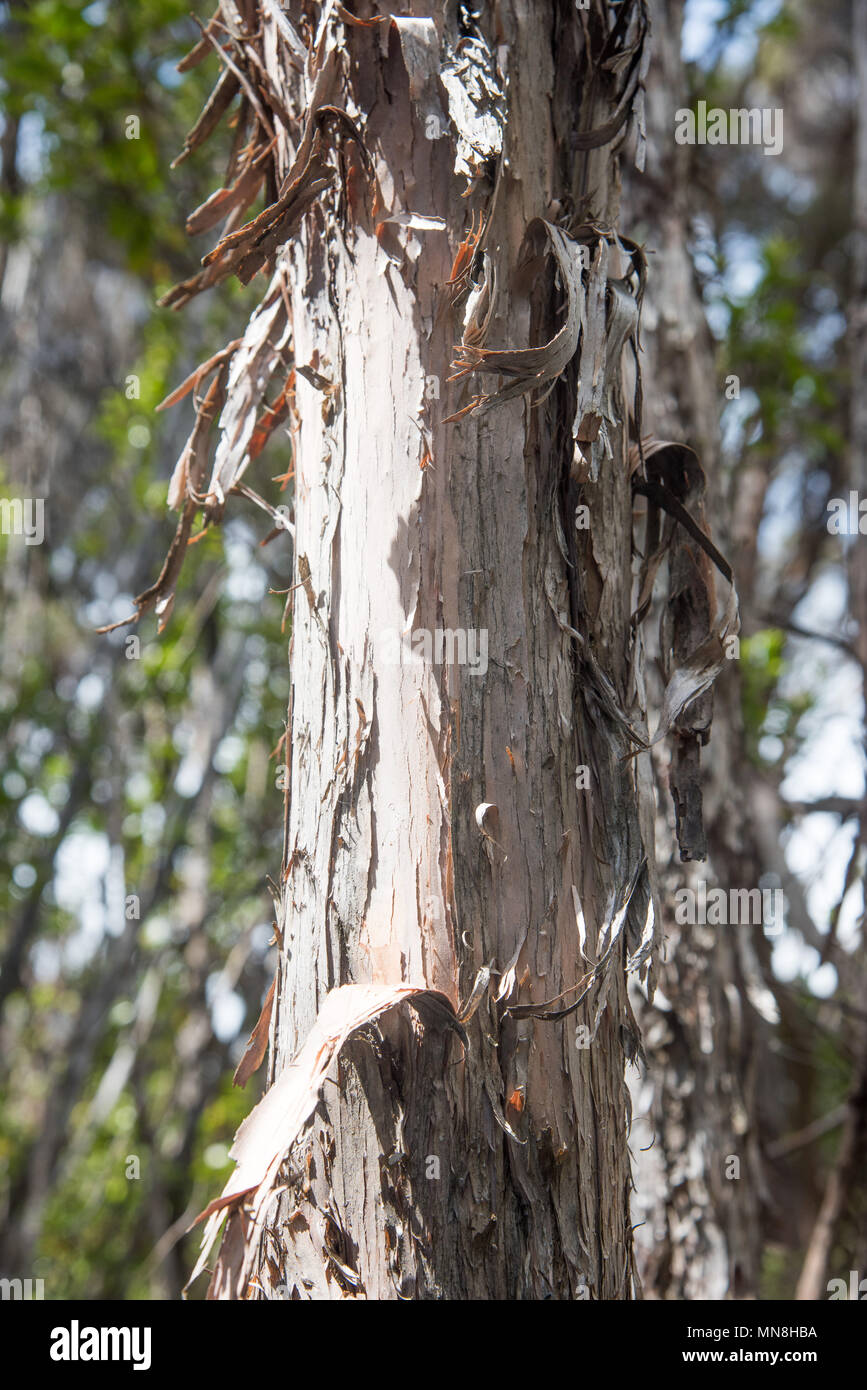 Peel forest new zealand hi-res stock photography and images - Alamy