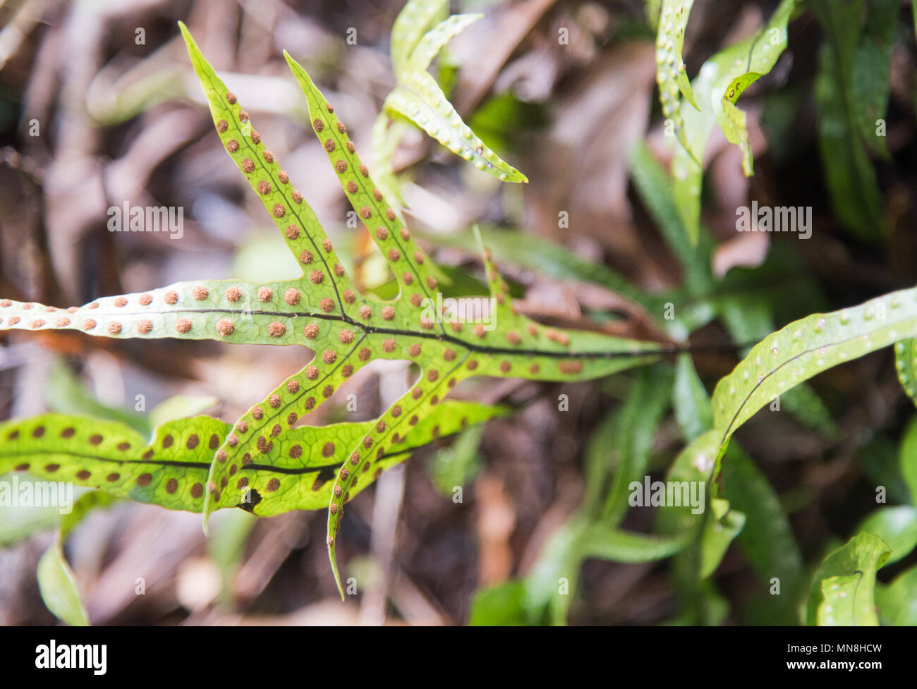 Bumps On The Leaf High Resolution Stock Photography and Images - Alamy