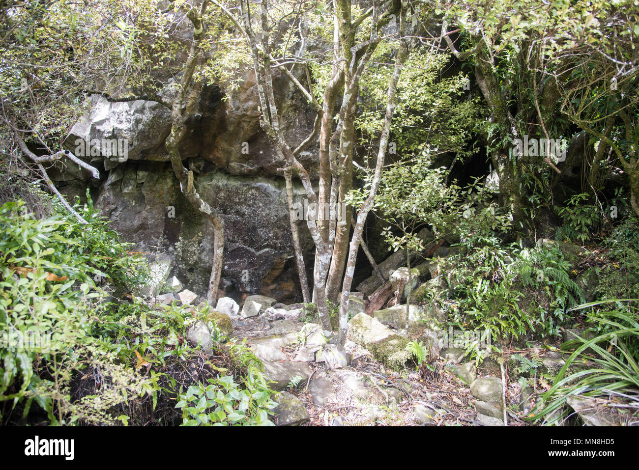 Dunedin formation hi-res stock photography and images - Alamy