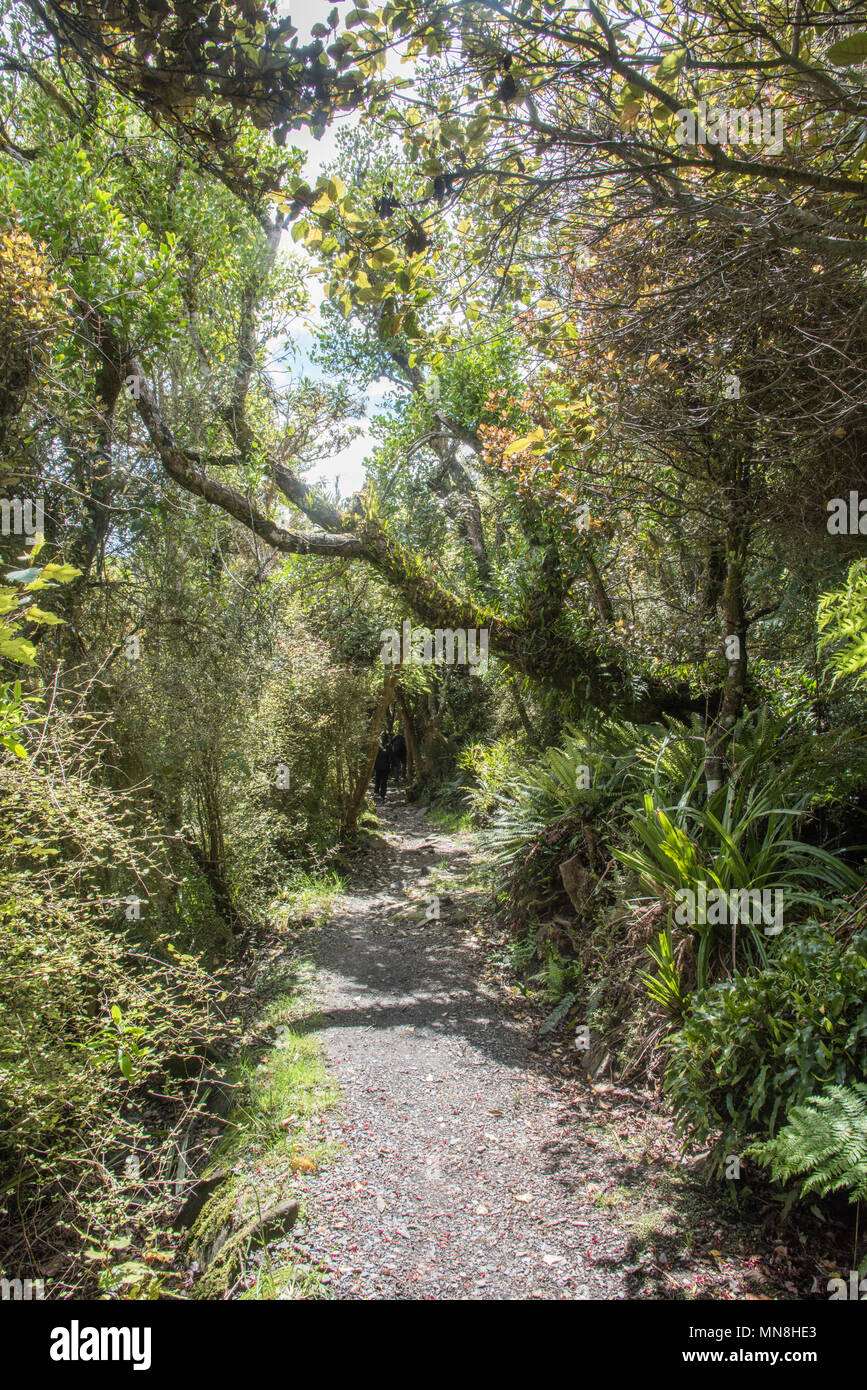 Remote footpath through the lush flora with sunlight on Mt. Cargill in ...