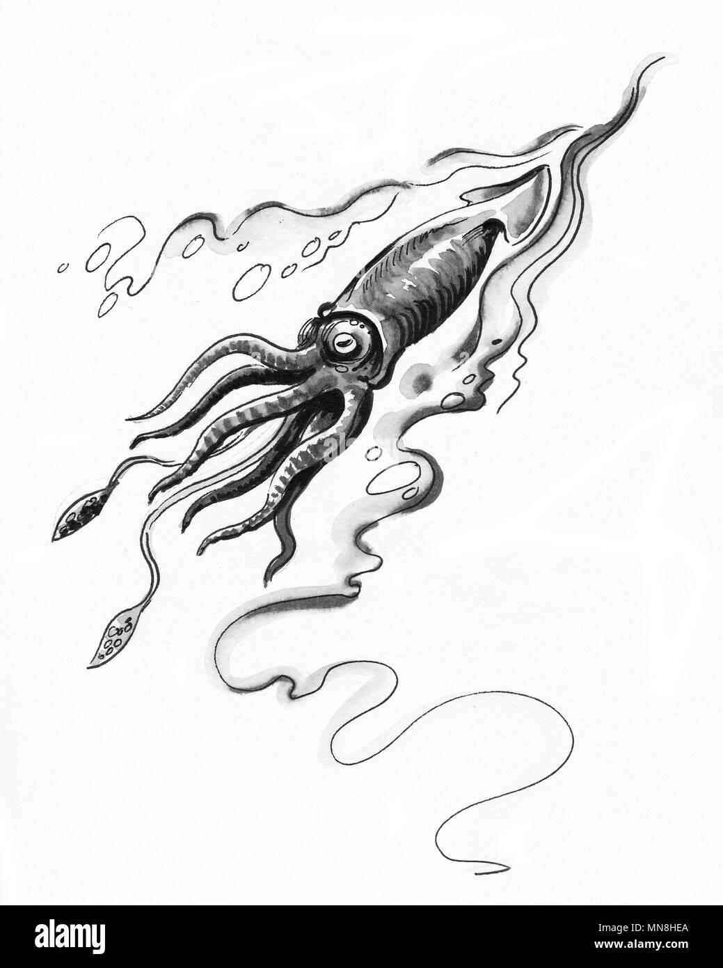 Calamari drawing hi-res stock photography and images - Alamy