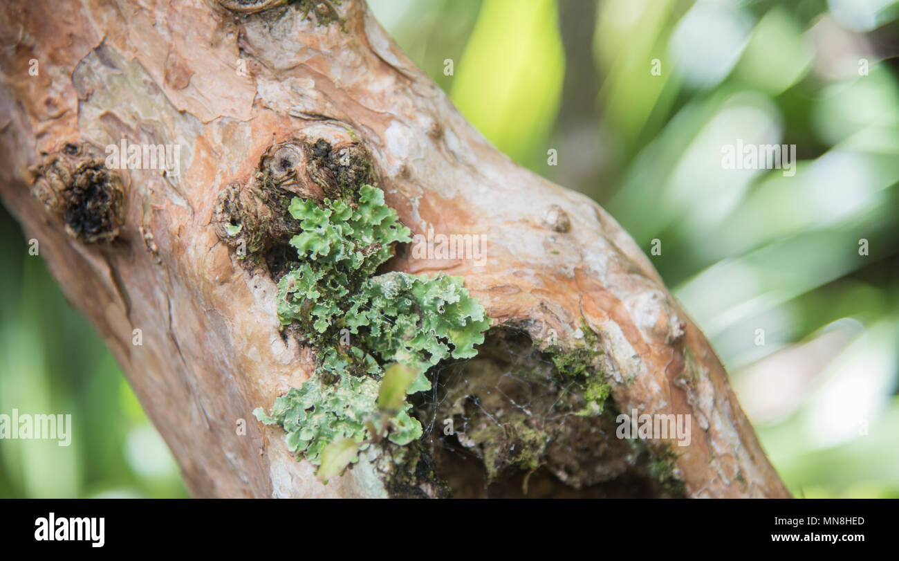 Cargill plant hi-res stock photography and images - Alamy