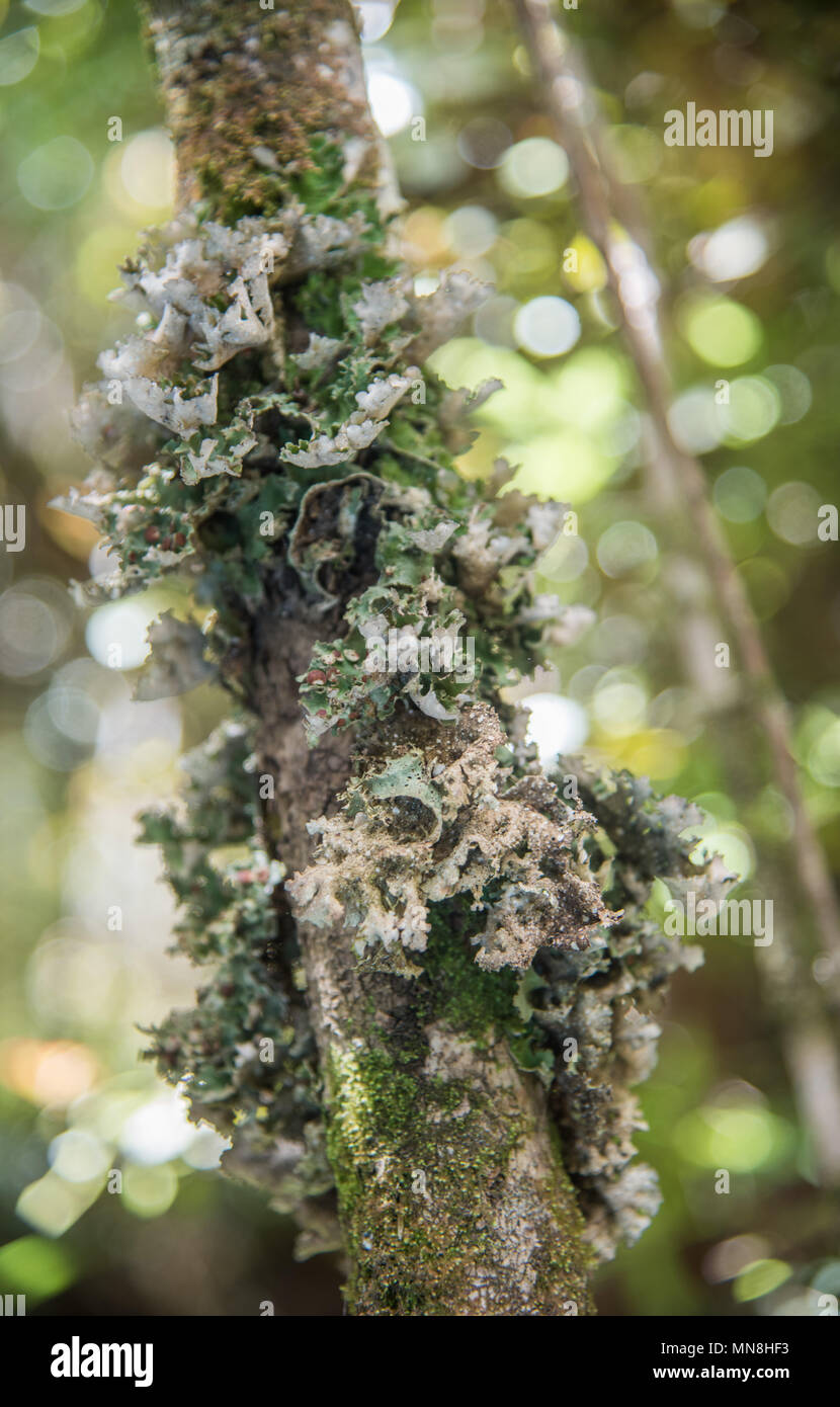 Lichen growing on trees in hi-res stock photography and images - Alamy