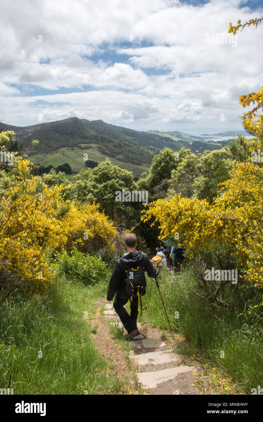 Dunedin, Otago, New Zealand-December 11,2016: Man hiking down the lush ...