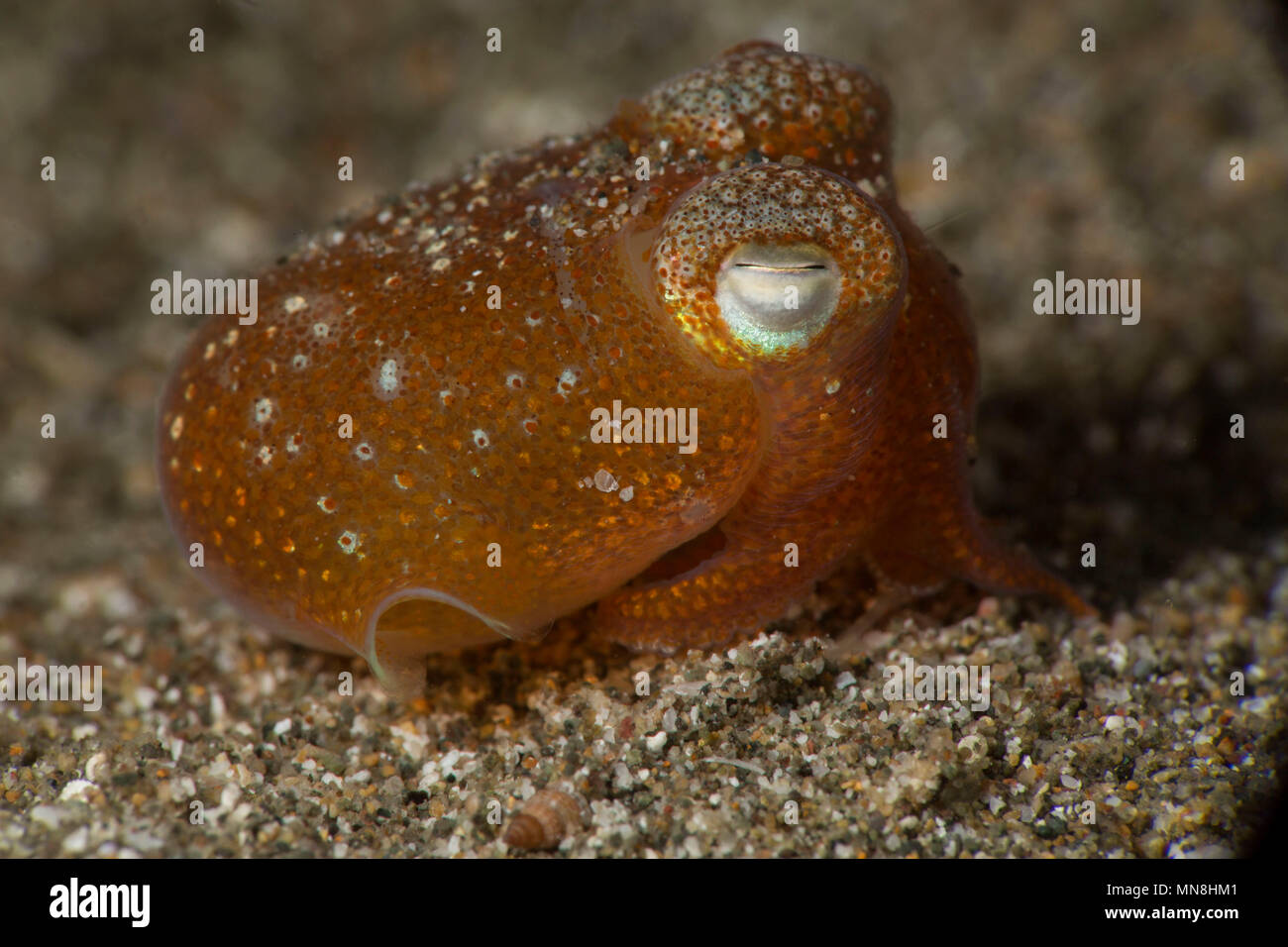 Tropical bottletail squid (Sepiadarium kochi). Picture was taken in ...