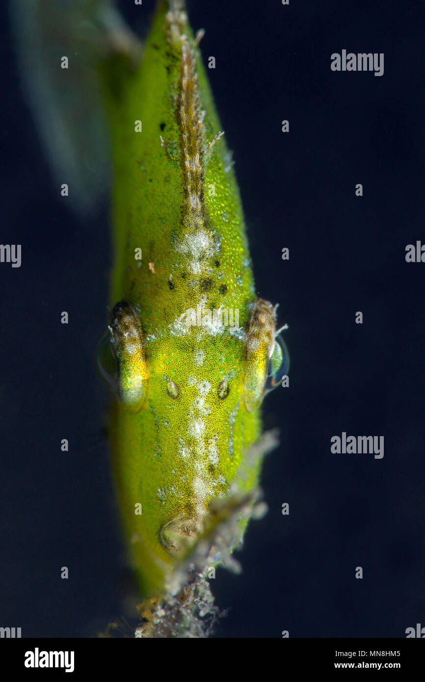Fish eyes picture hi-res stock photography and images - Alamy