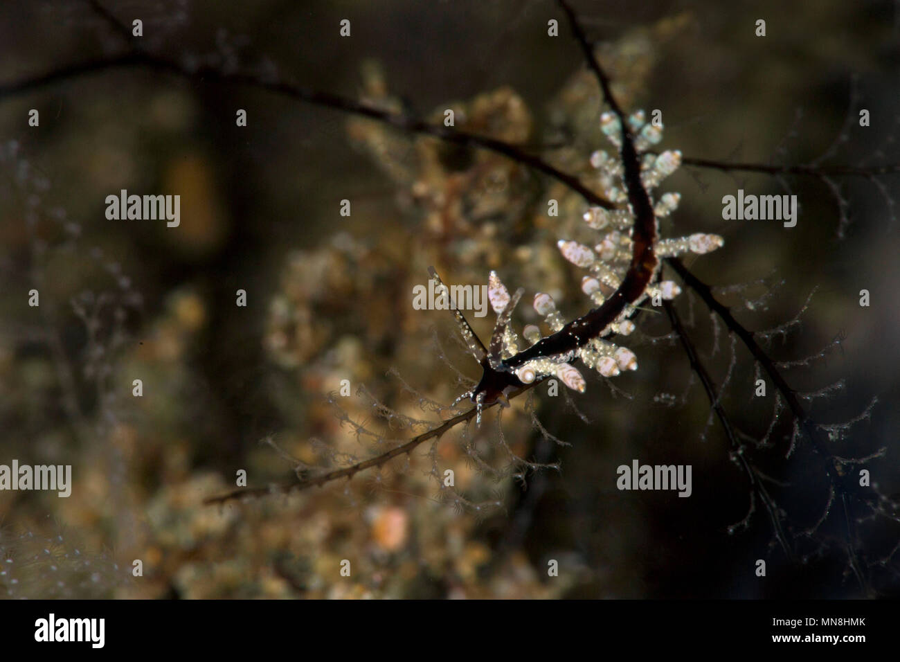 Eubranchus sp 25 hi-res stock photography and images - Alamy