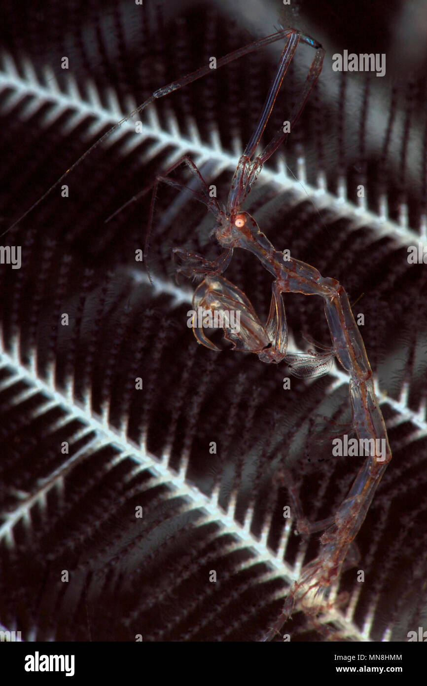 Caprella hi-res stock photography and images - Alamy