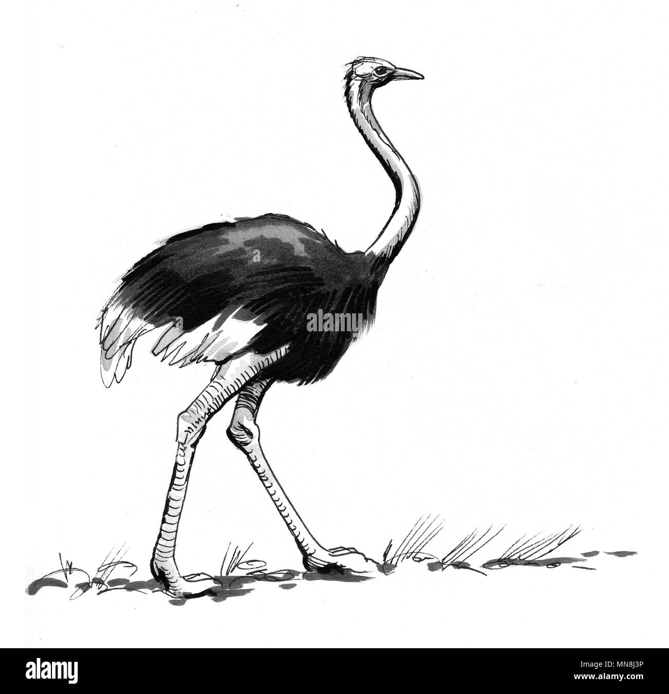 Ink black and white illustration of a common ostrich bird Stock Photo ...