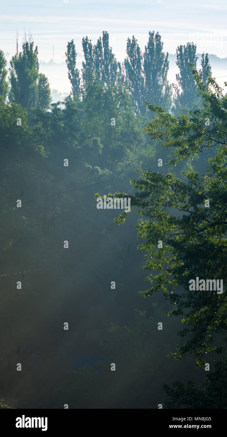 volumetric sunlight, morning fog and trees with green foliage Stock ...