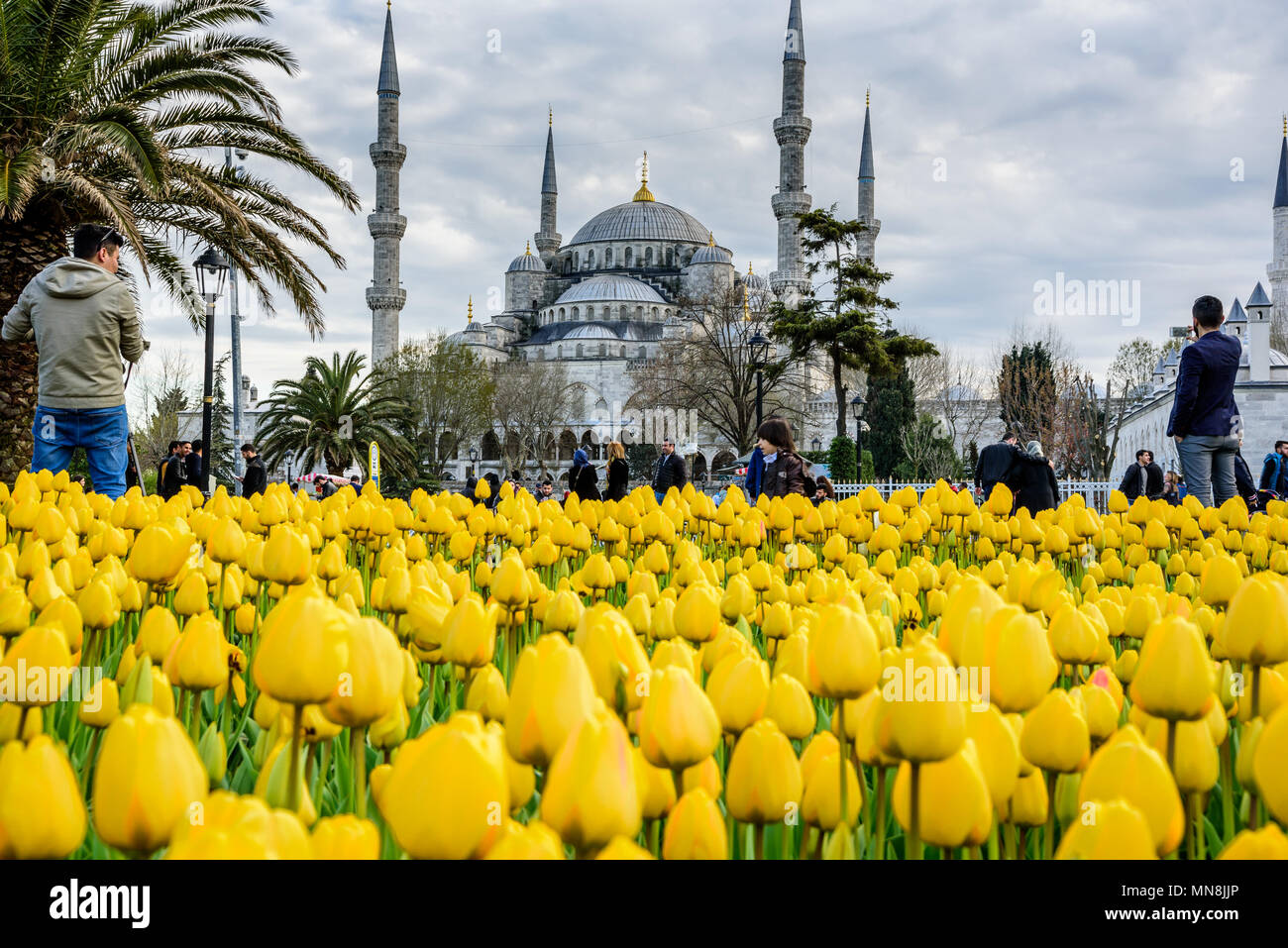 Traditional tulip Festival in Sultanahmet Square Park with view of ...