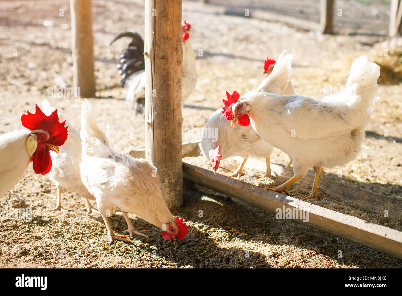 Roosters and hens on a traditional poultry farm. Agriculture Stock ...