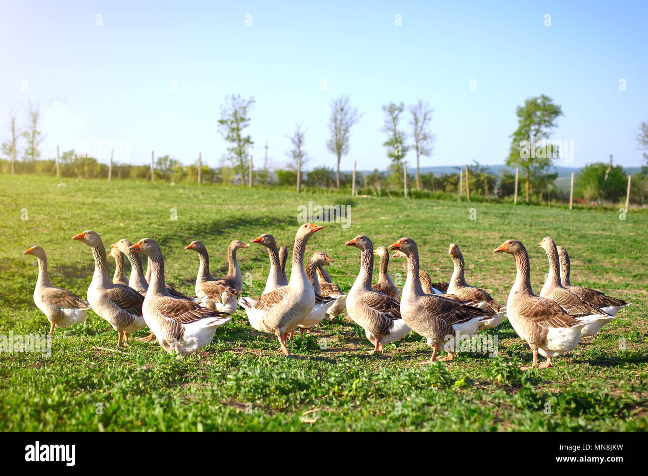 Geese on a traditional poultry farm. Agriculture Stock Photo - Alamy