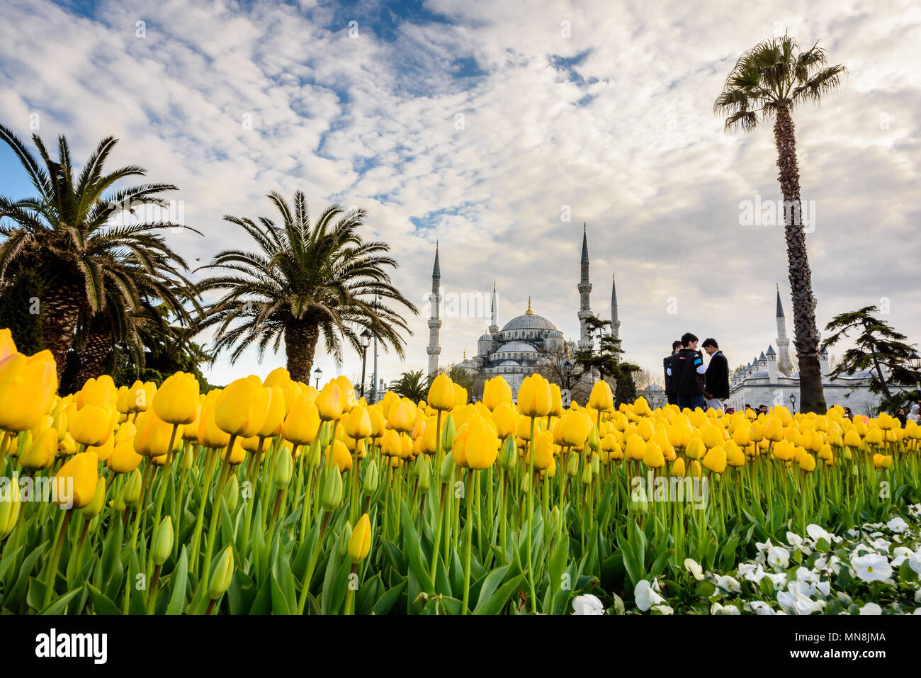 Traditional tulip Festival in Sultanahmet Square Park with view of ...