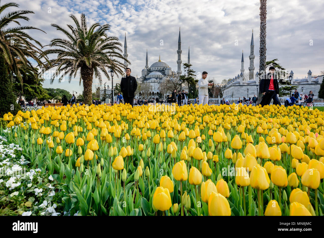 Traditional tulip Festival in Sultanahmet Square Park with view of ...