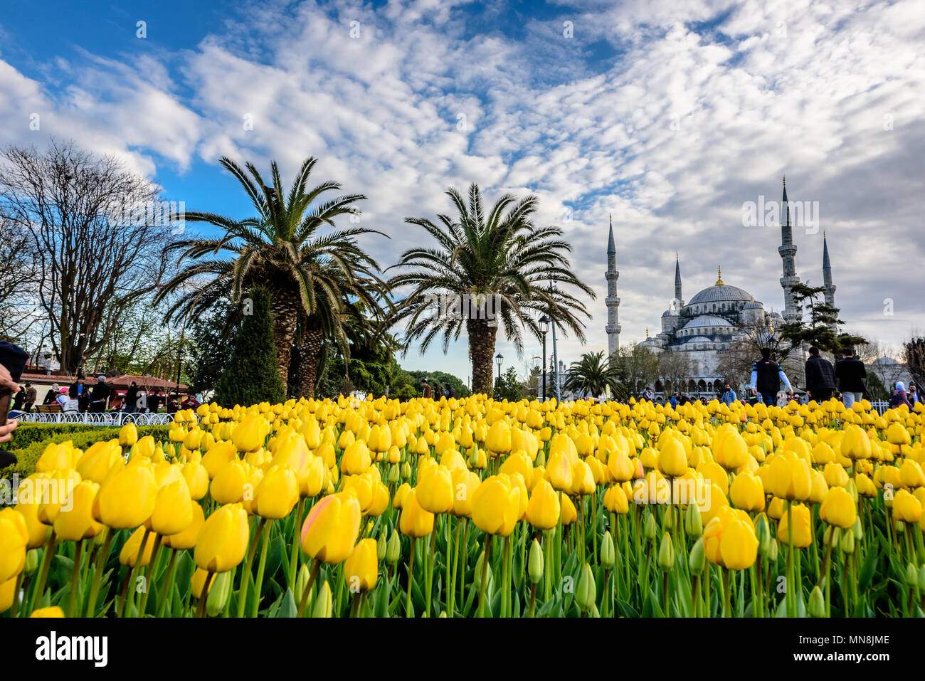 Traditional tulip Festival in Sultanahmet Square Park with view of ...