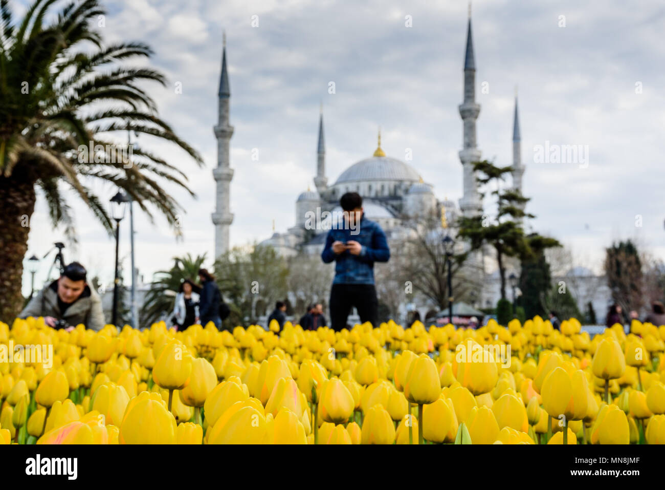 Traditional tulip Festival in Sultanahmet Square Park with view of ...