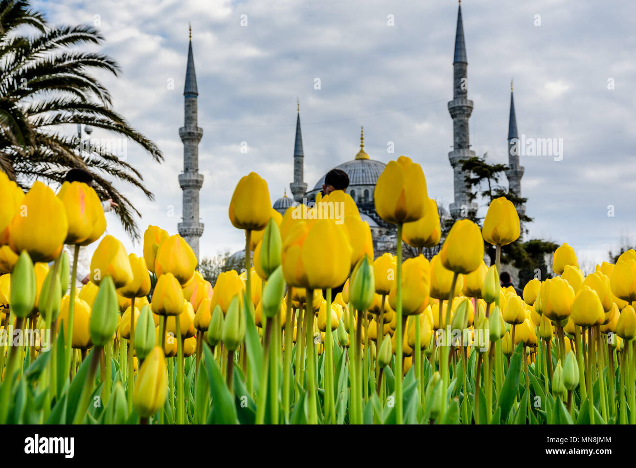 Traditional tulip Festival in Sultanahmet Square Park with view of ...