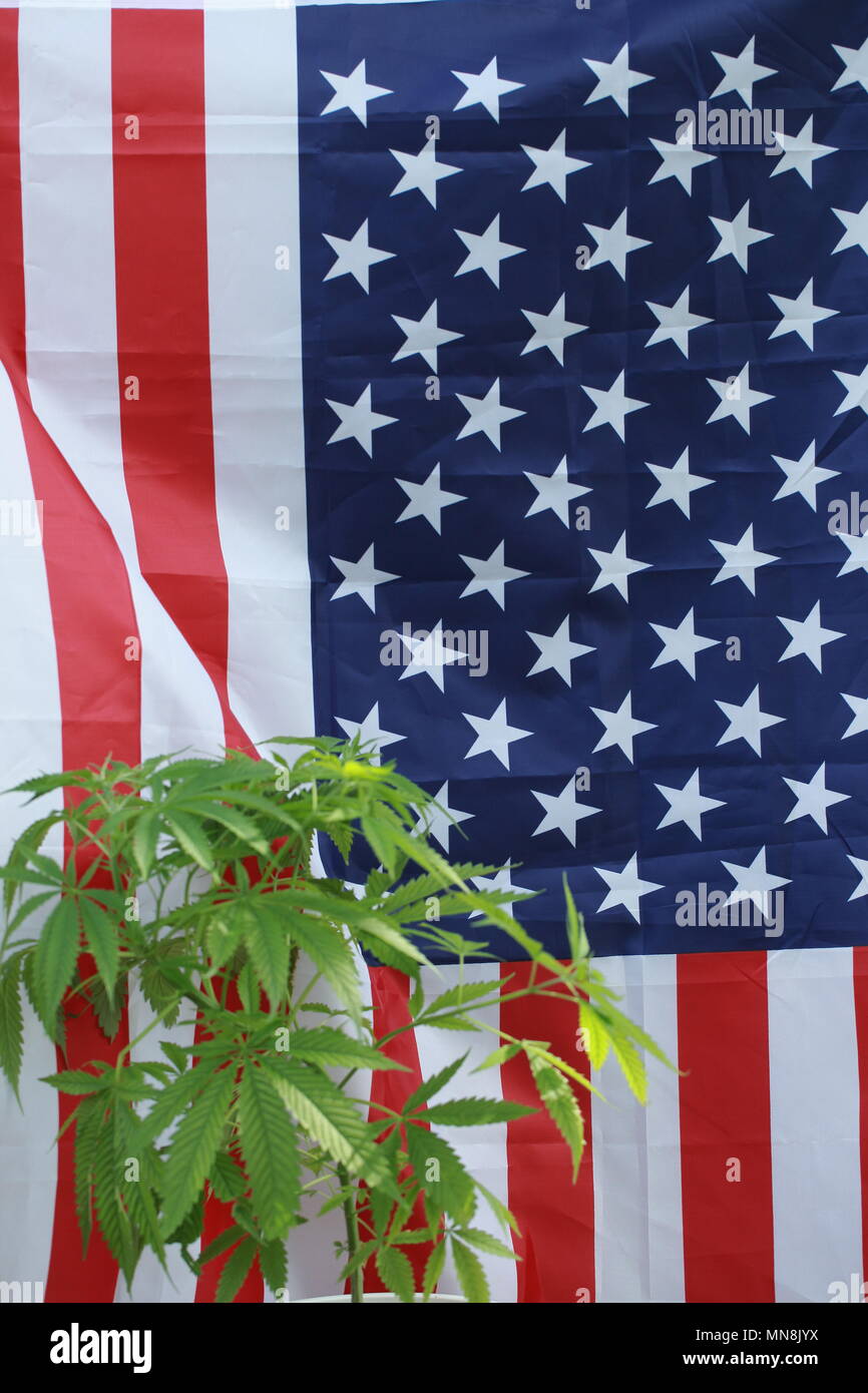 cannabis marijuana hemp background American flag outdoors sunny day ...
