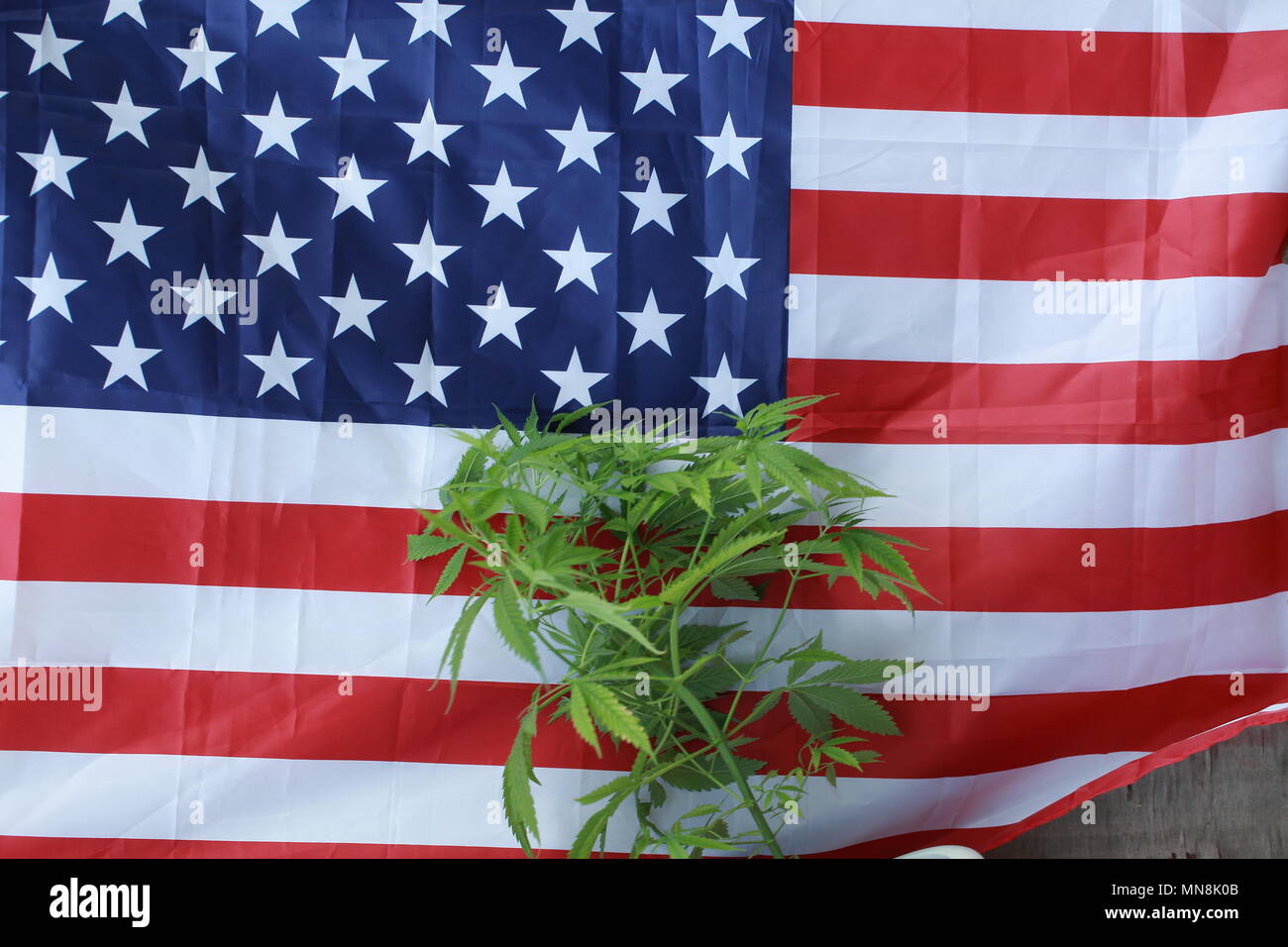 cannabis marijuana hemp background American flag outdoors sunny day ...
