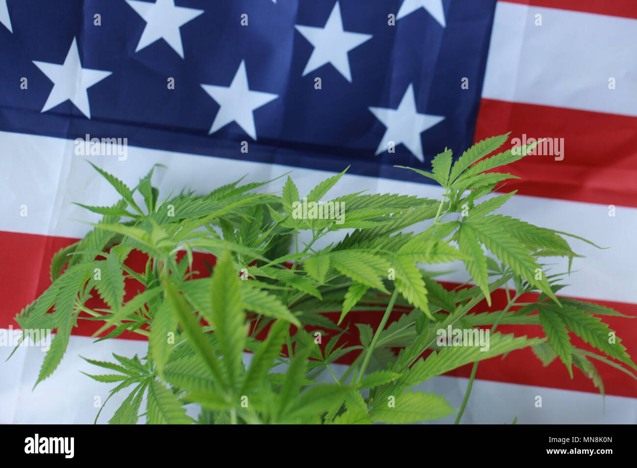 cannabis marijuana hemp background American flag outdoors sunny day ...