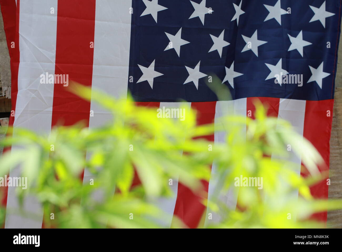 cannabis marijuana hemp background American flag outdoors sunny day ...