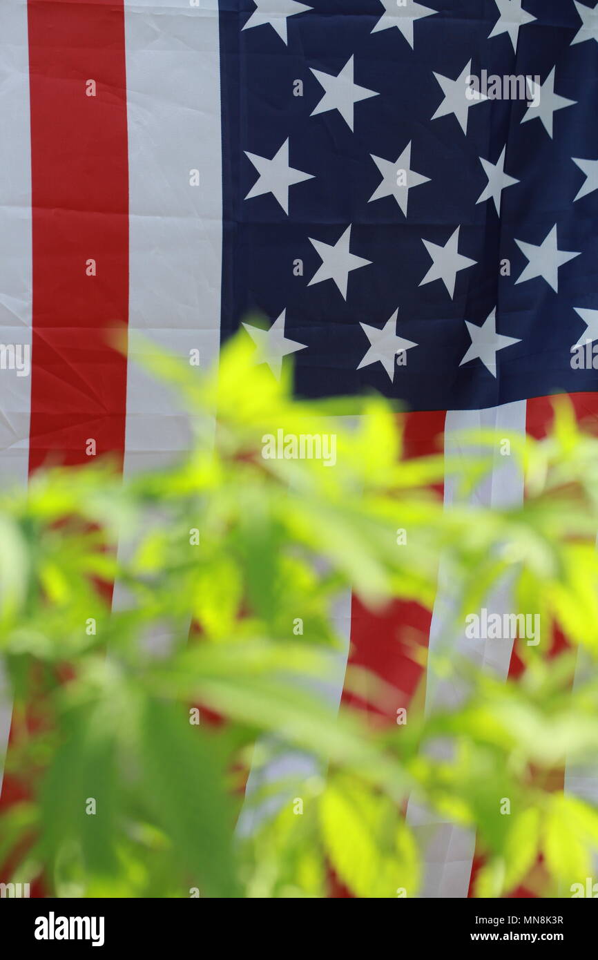 cannabis marijuana hemp background American flag outdoors sunny day ...