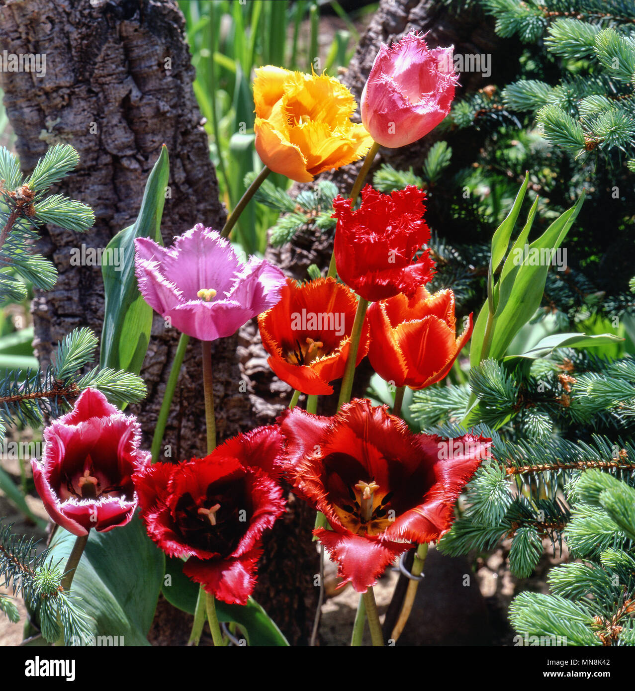 Breeding roses gardening hi-res stock photography and images - Alamy