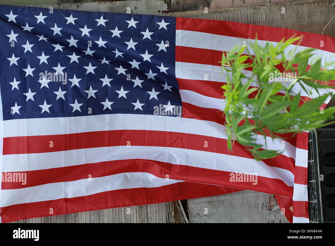 cannabis marijuana hemp background American flag outdoors sunny day ...