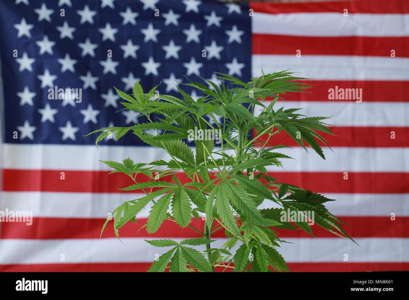 cannabis marijuana hemp background American flag outdoors sunny day ...