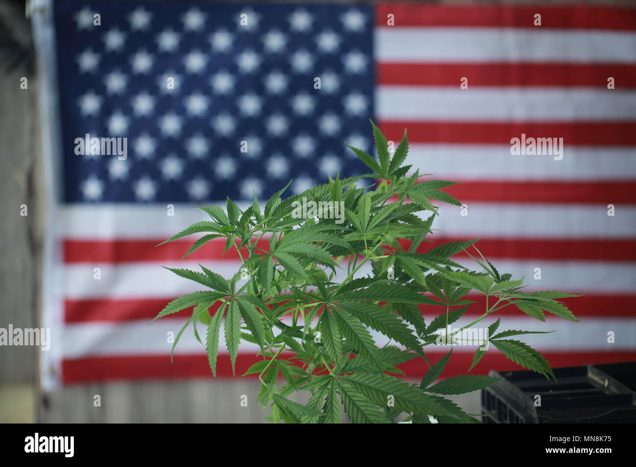cannabis marijuana hemp background American flag outdoors sunny day ...
