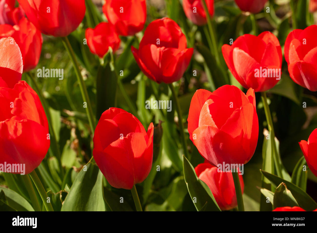 Summer tulips hi-res stock photography and images - Alamy