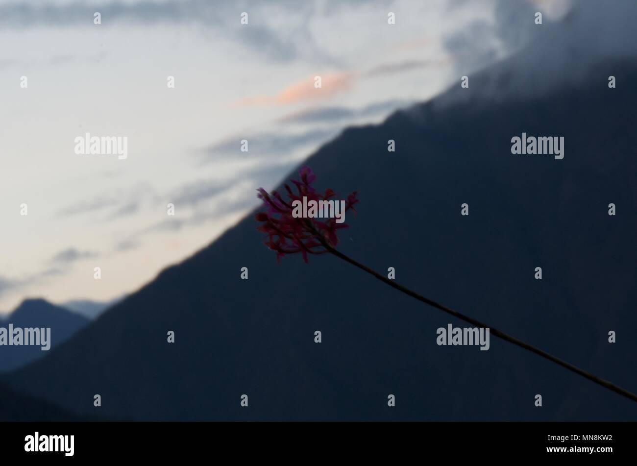 Lone flower hi-res stock photography and images - Alamy