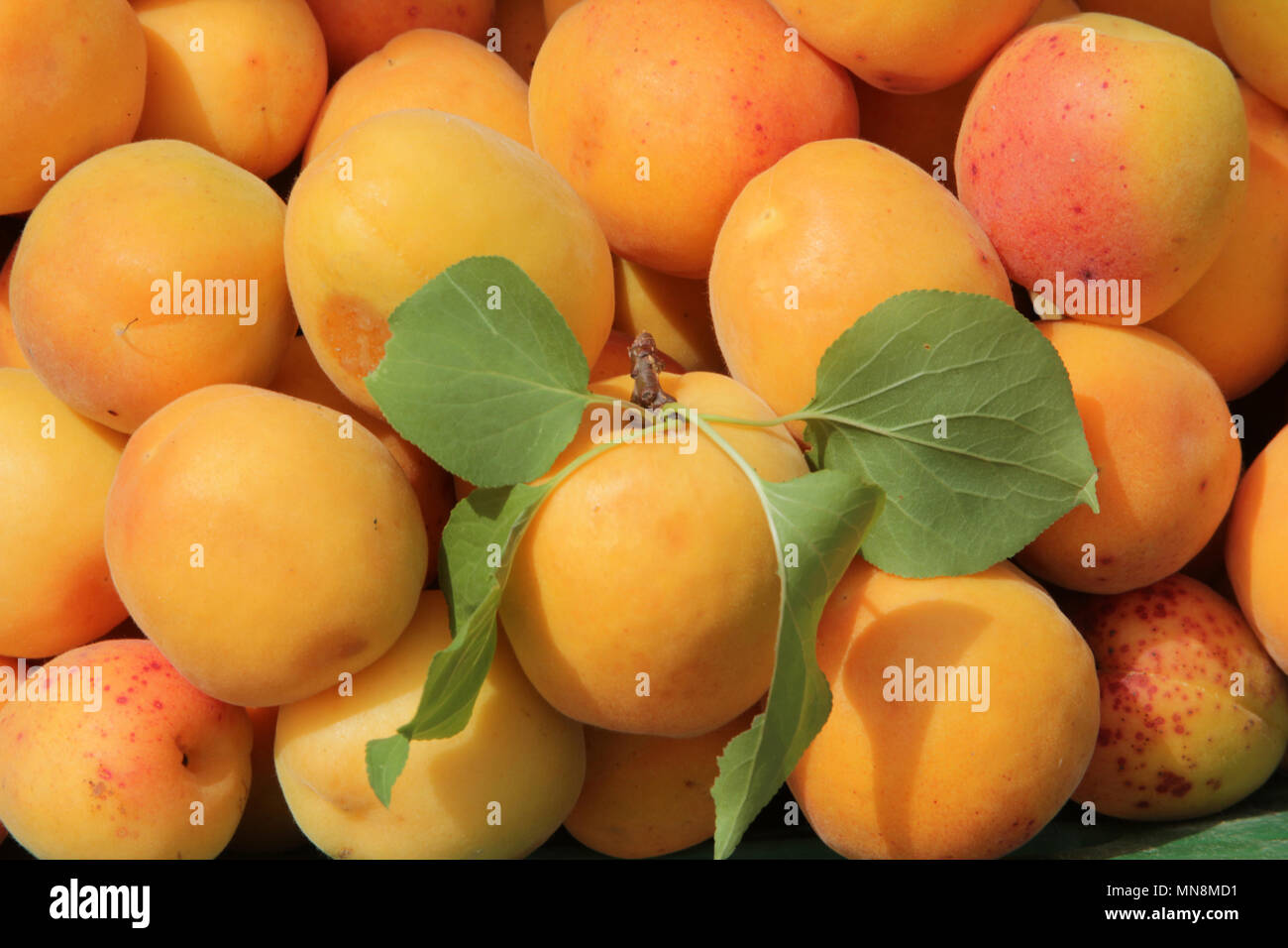Flesh of apricot hi-res stock photography and images - Alamy