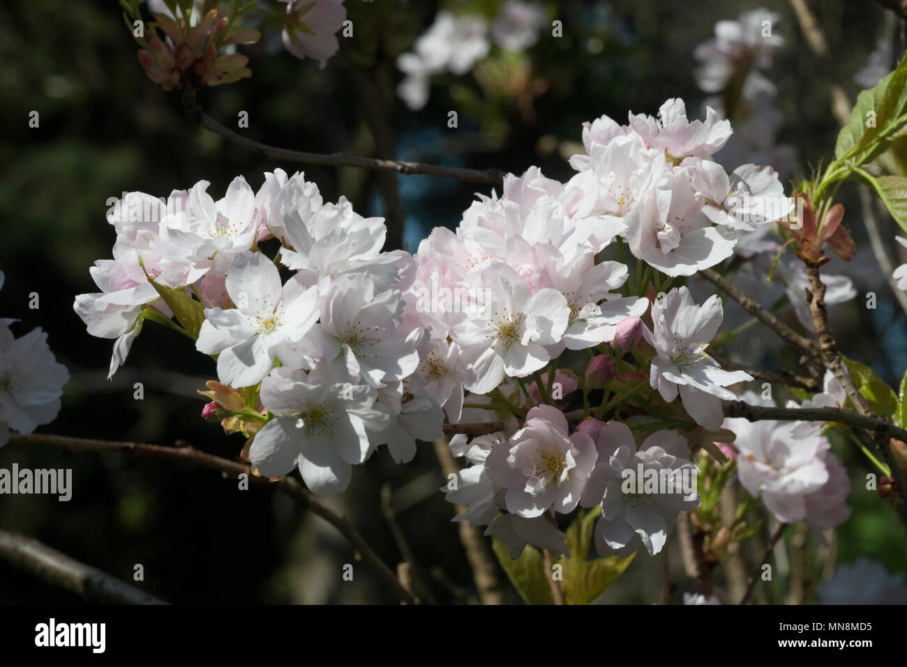 Flowering cherry tree prunus amanogawa hi-res stock photography and ...