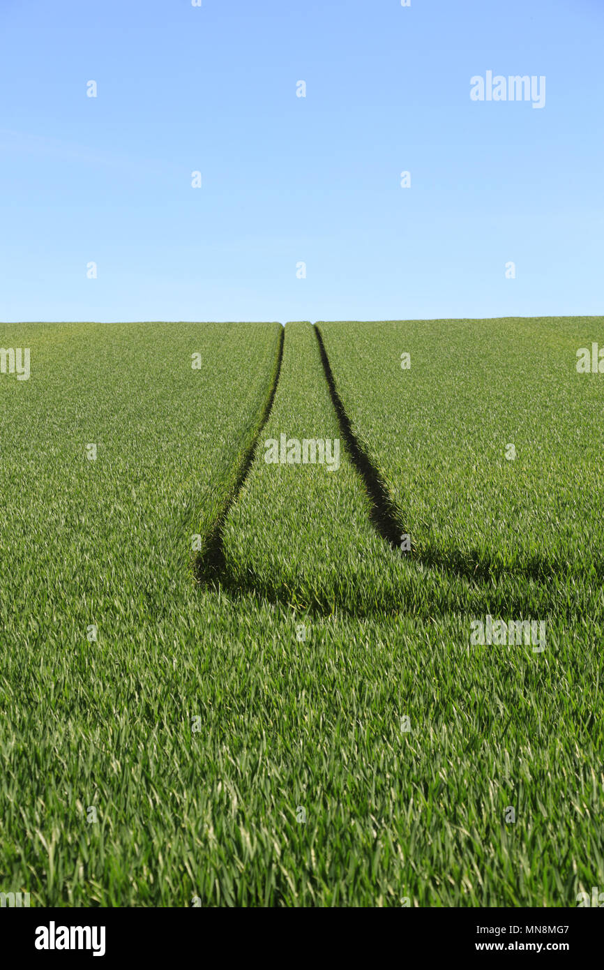 Spring crops hi-res stock photography and images - Alamy