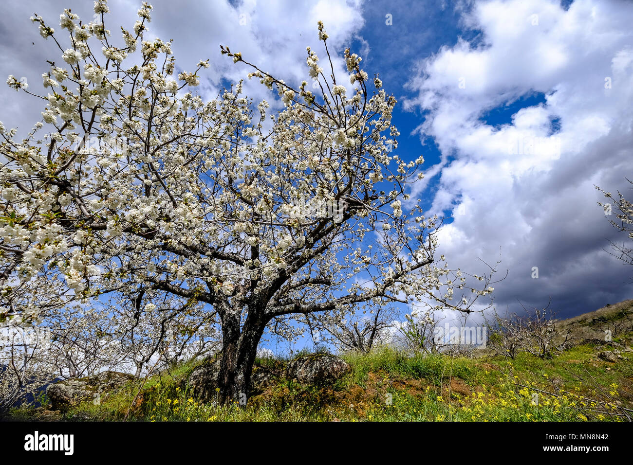 Flowering of cherry trees in early spring in the Valle del Jerte in the ...